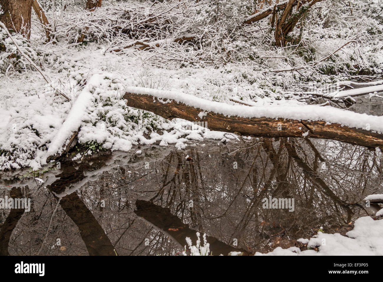 Snowy log over stream Stock Photo - Alamy