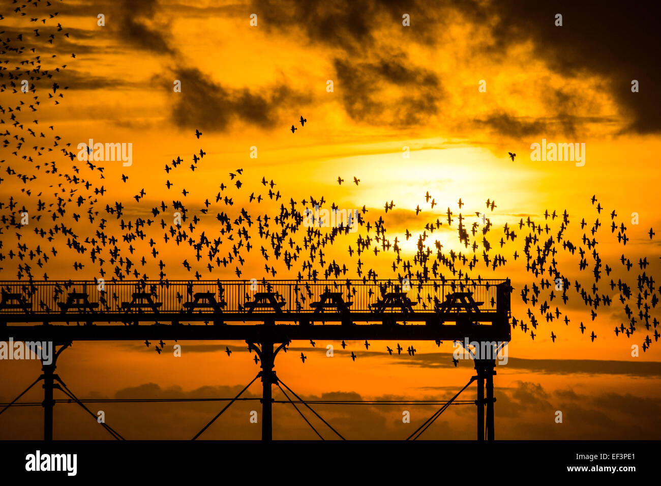 Aberystwyth, Wales, UK. 26th January, 2015. UK Weather: A ‘murmuration ...