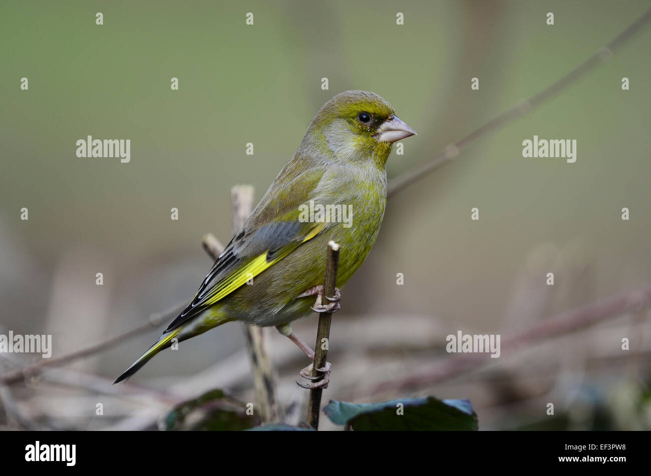 Common greenfinches hi-res stock photography and images - Alamy