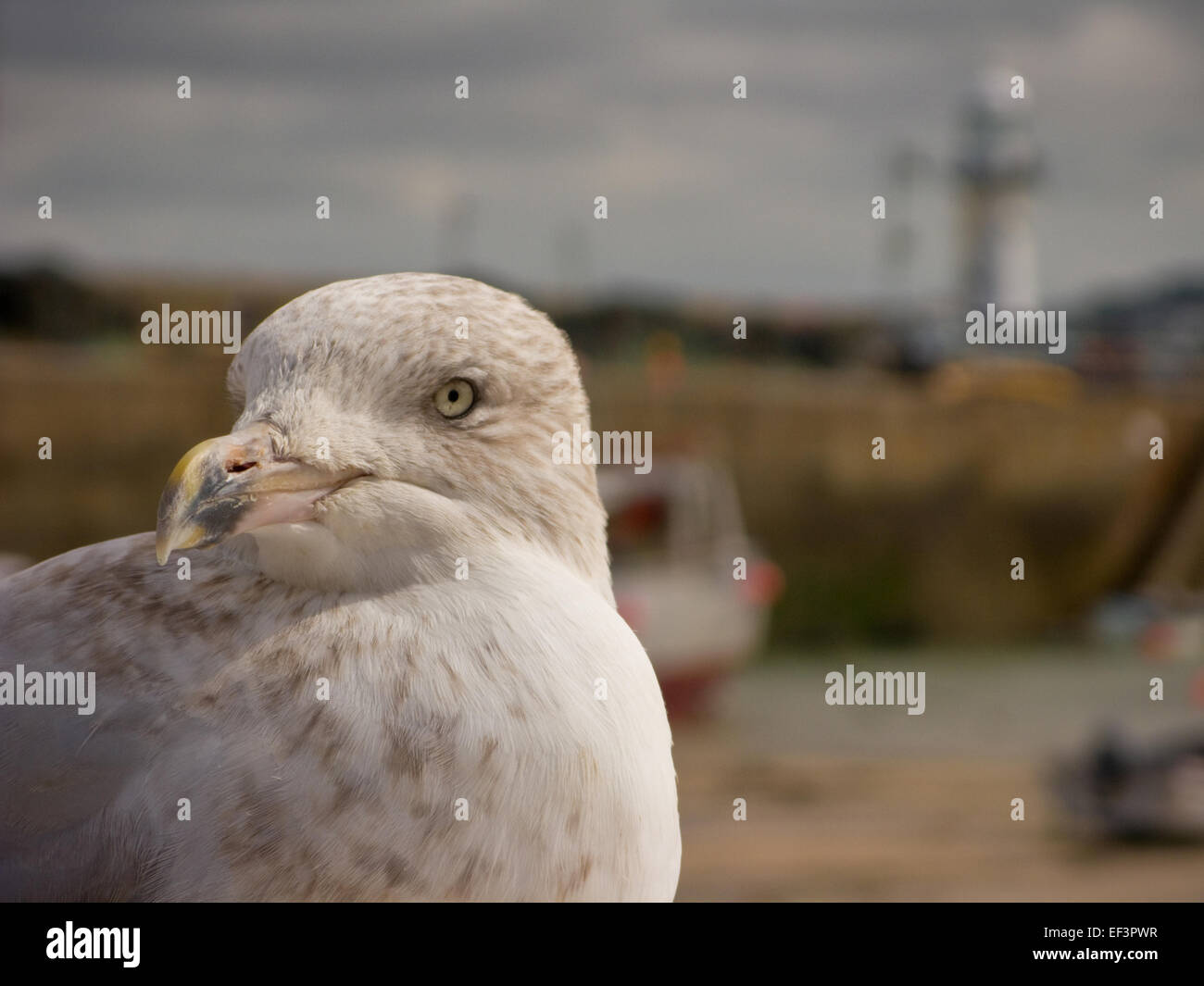 Seagull looking at camera. Close up Stock Photo - Alamy