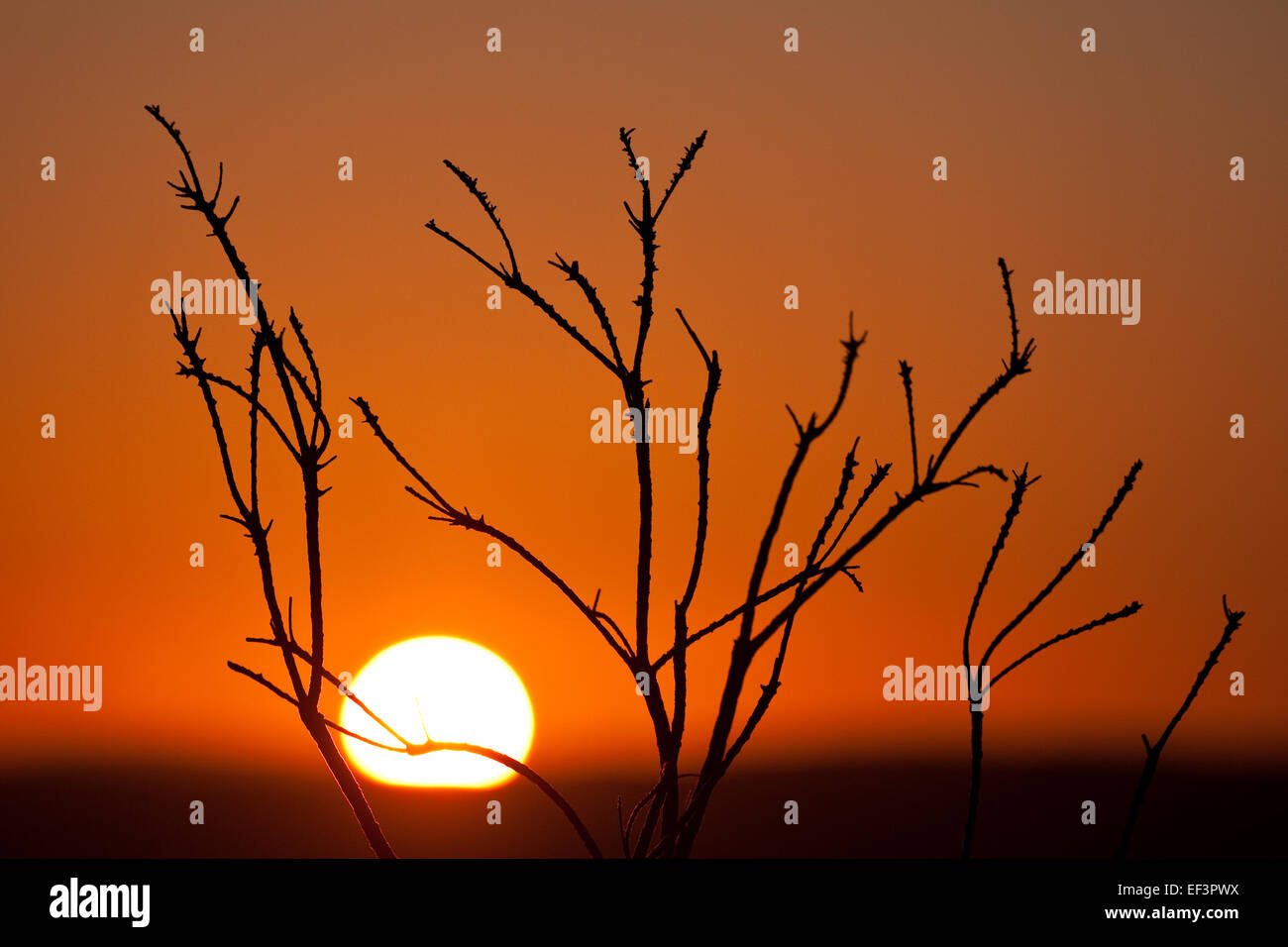 Sunset in winter, branches of tree in foreground Stock Photo - Alamy