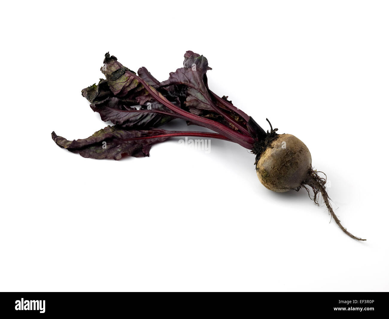 Root and leaves Cut Out Stock Images & Pictures - Alamy