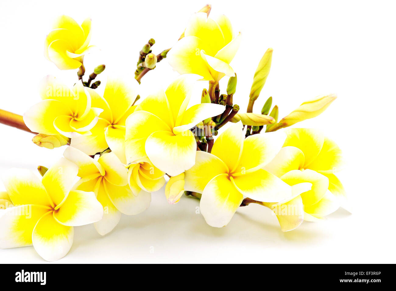 Yellow fragrant flower, Plumeria or frangipani, isolated on a white ...