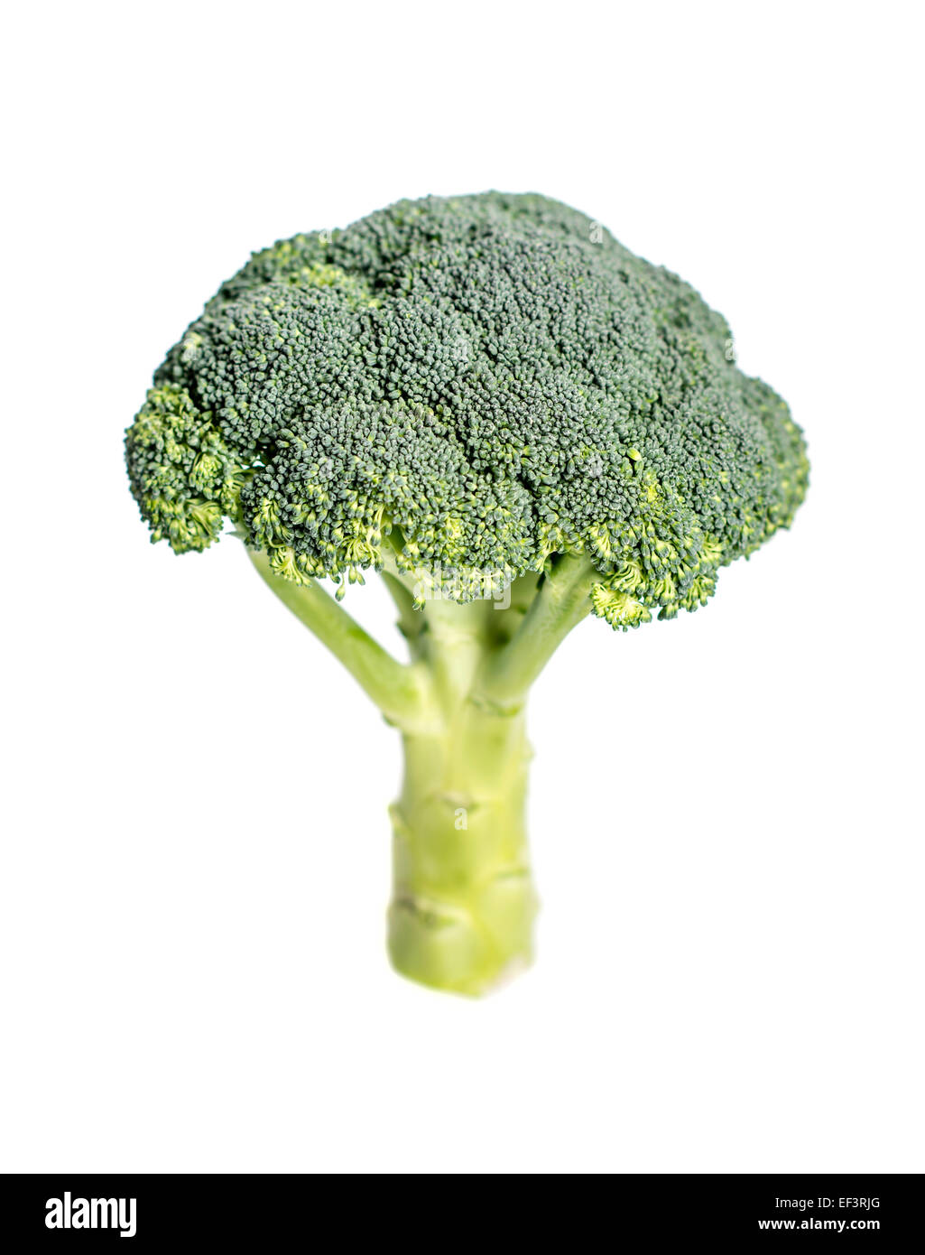 Single fresh broccoli Stock Photo - Alamy