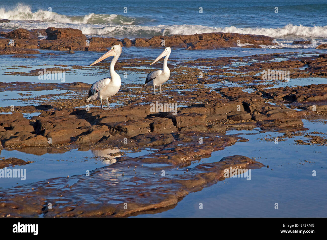 Australian pelican beach hi-res stock photography and images - Alamy
