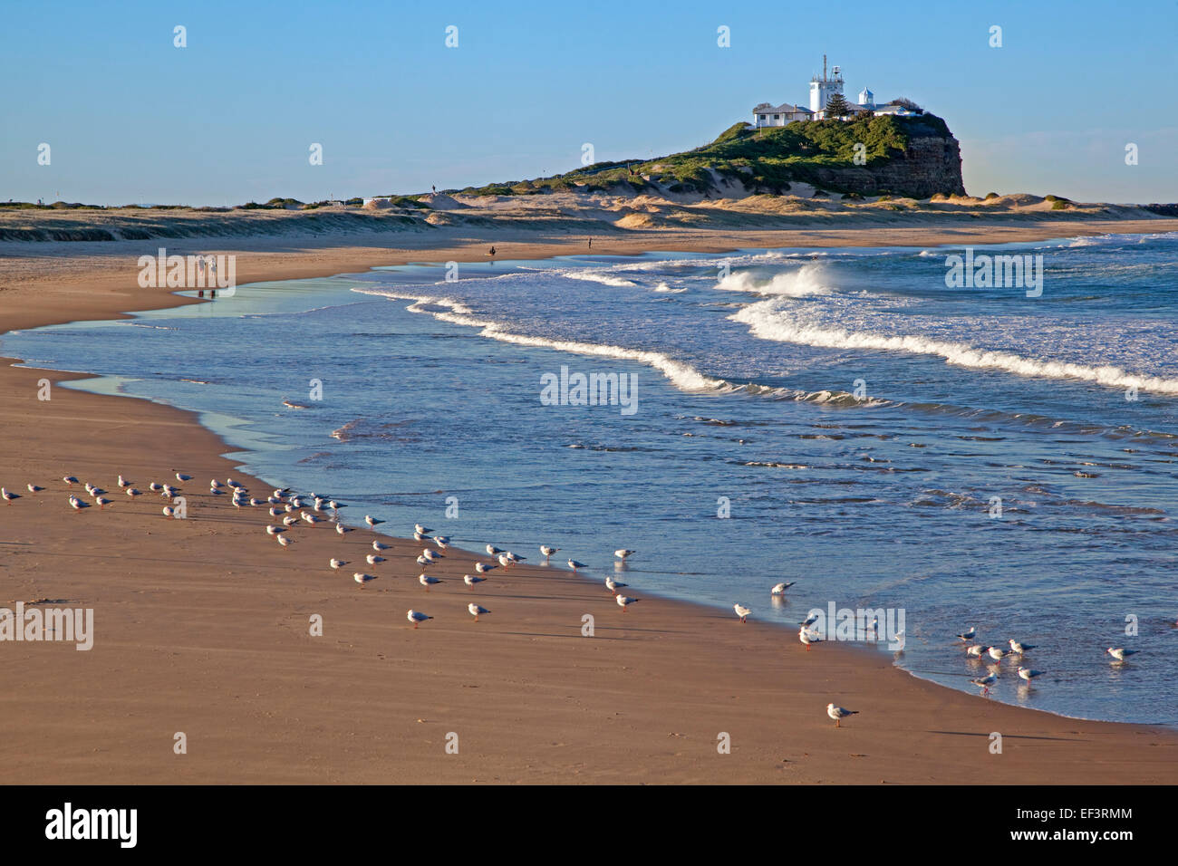 Nobby's Lighthouse and seagulls on the beach at Newcastle, New South ...