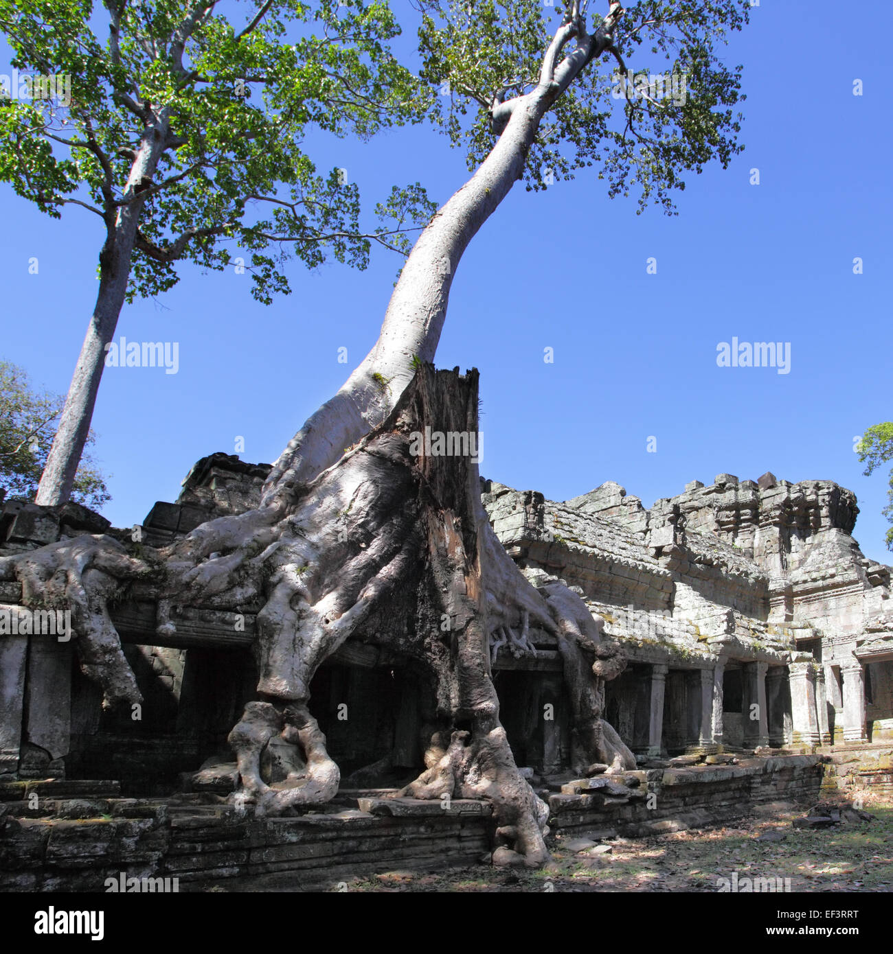 Angkor wat ta tree roots hi-res stock photography and images - Alamy
