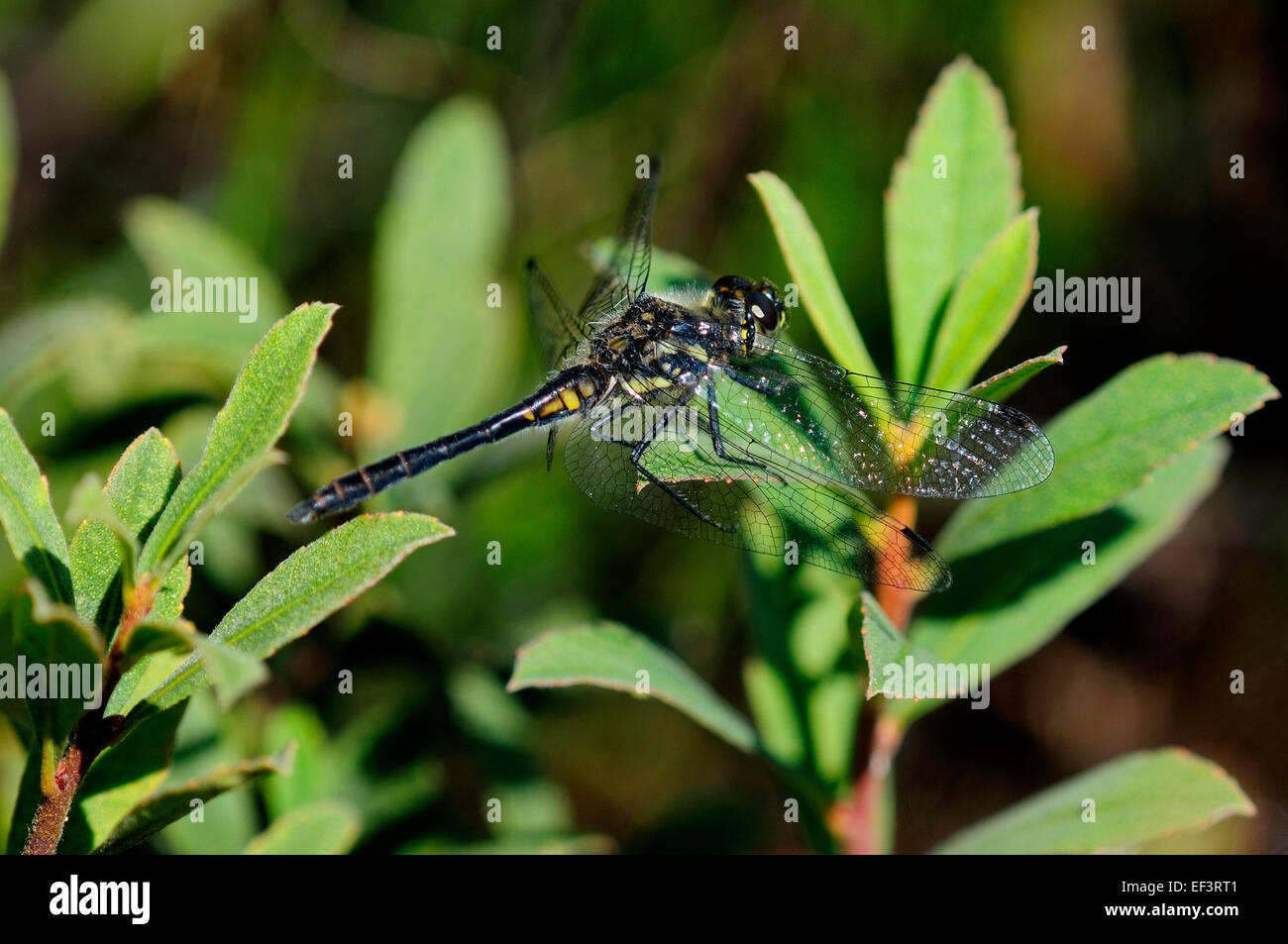 Male black darter dragonfly at rest Stock Photo - Alamy