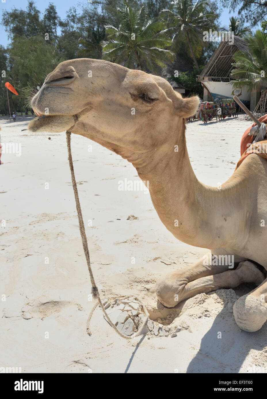 Crazy Camel at Diani beach, Ukunda, Mombasa, Kenya Stock Photo - Alamy