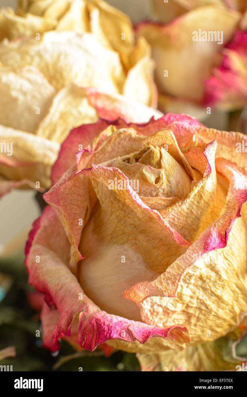 Tone floral pattern hi-res stock photography and images - Alamy