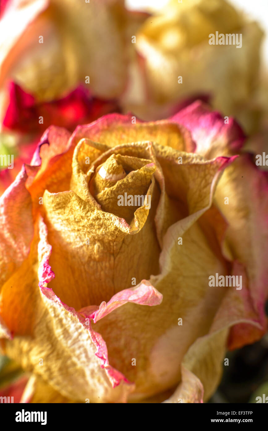 Fading pattern hi-res stock photography and images - Alamy