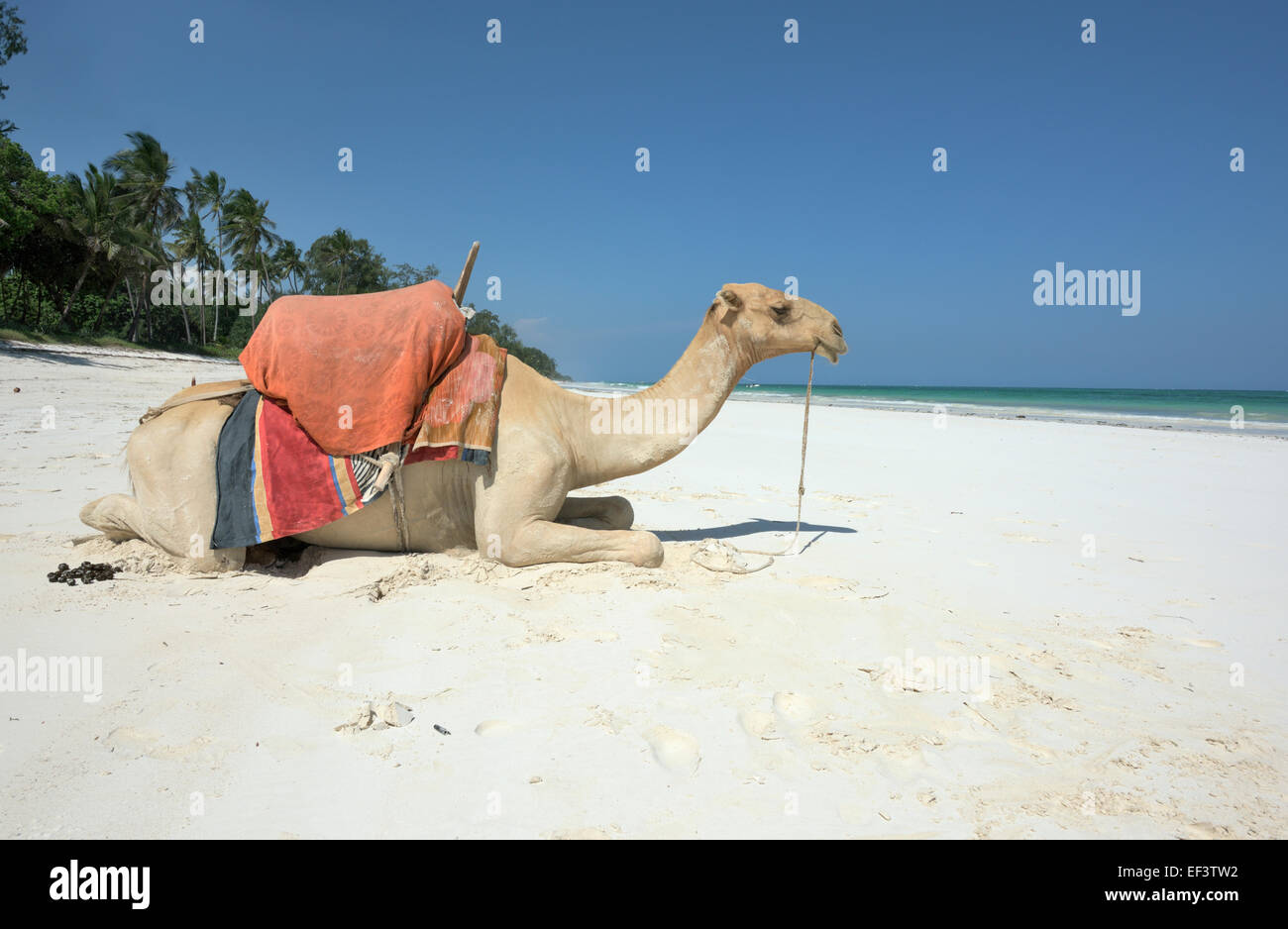 Crazy camel diani beach ukunda hi-res stock photography and images - Alamy