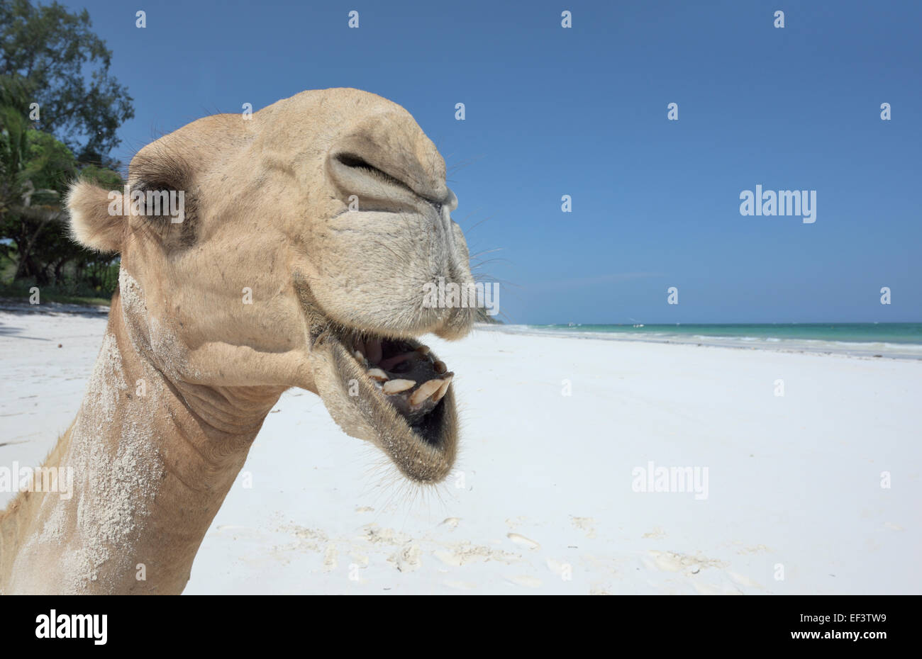 Crazy Camel at Diani beach, Ukunda, Mombasa, Kenya Stock Photo - Alamy