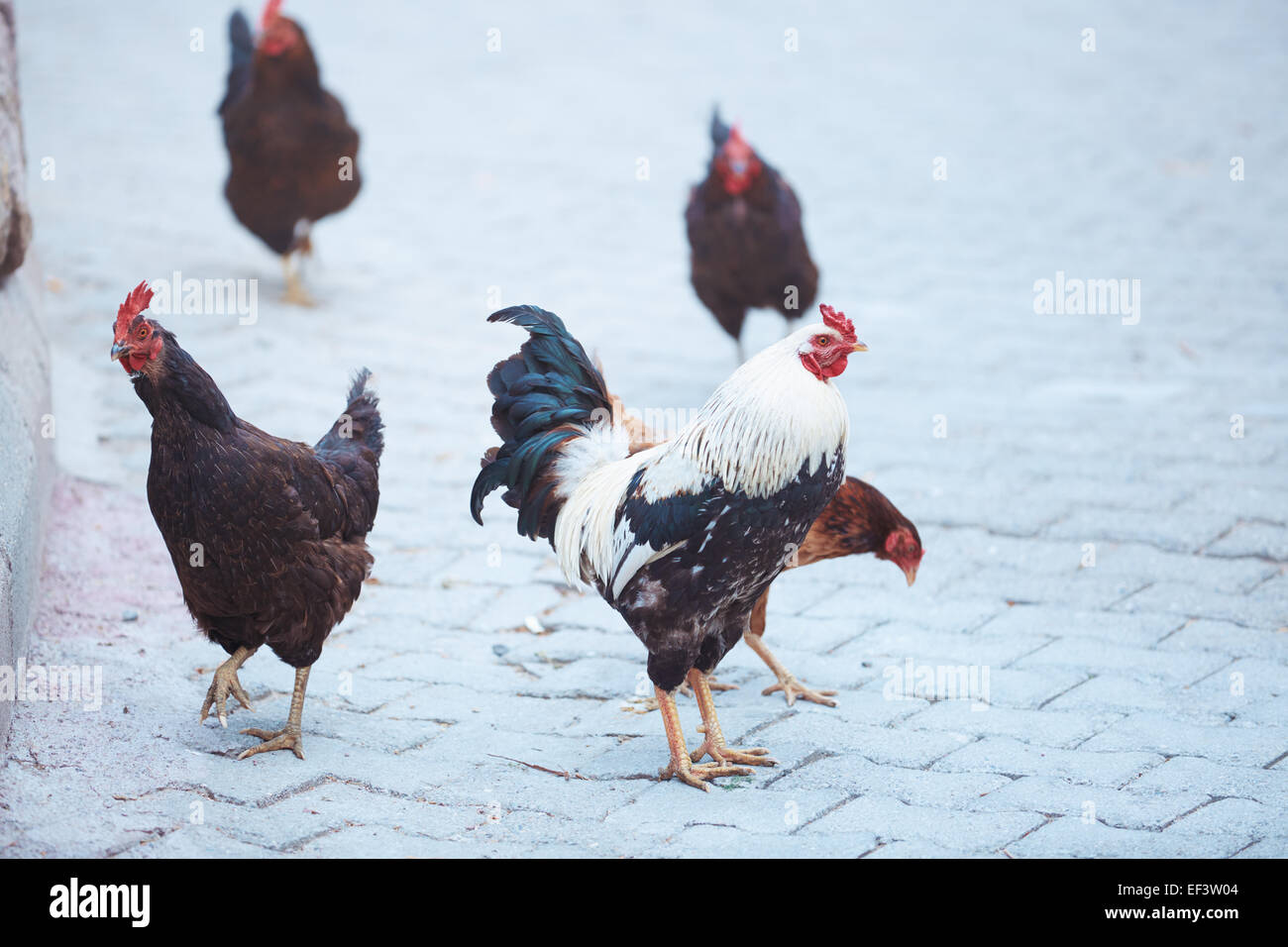 Roosters in the street. Cappadocia, Turkey Stock Photo - Alamy