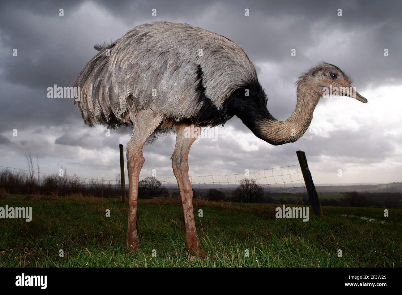 Commercially reared Rheas Stock Photo - Alamy