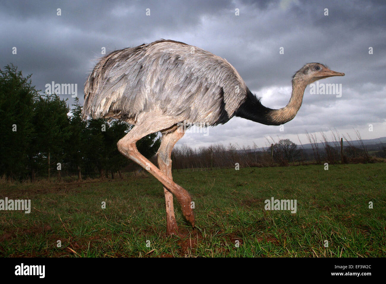 Commercially reared Rheas Stock Photo - Alamy