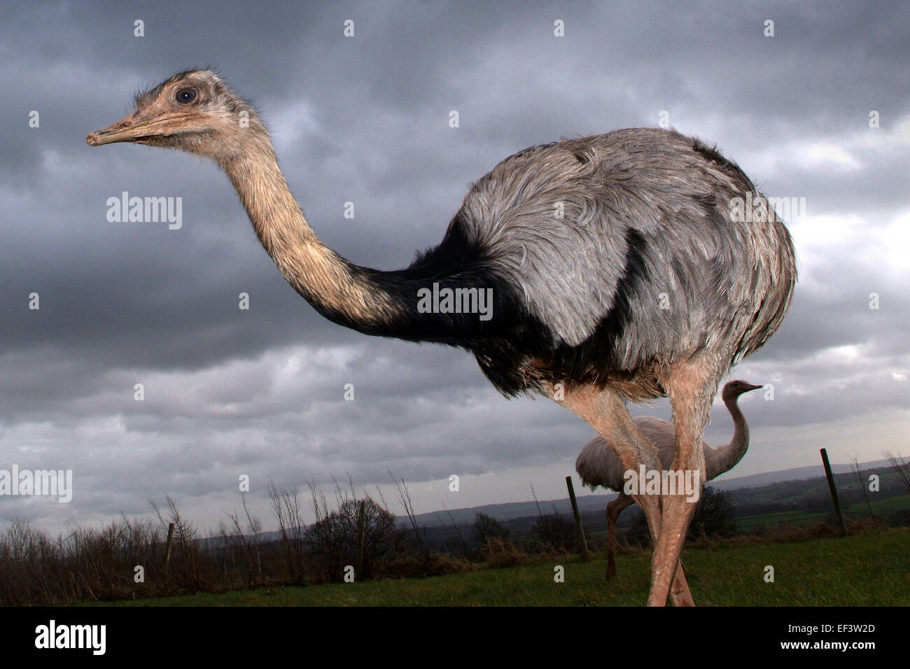 Commercially reared Rheas Stock Photo - Alamy