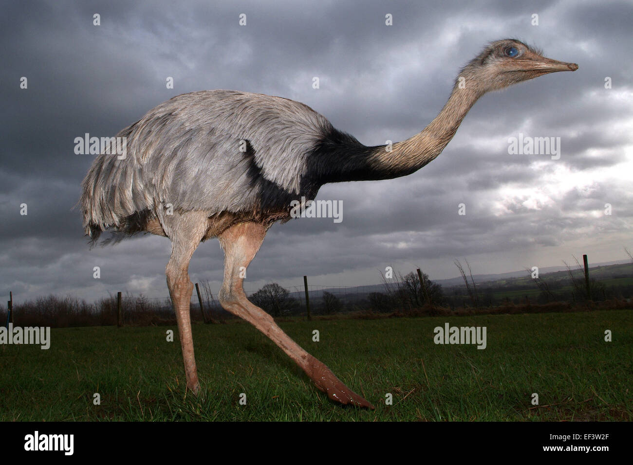 Rhea Farming High Resolution Stock Photography and Images - Alamy
