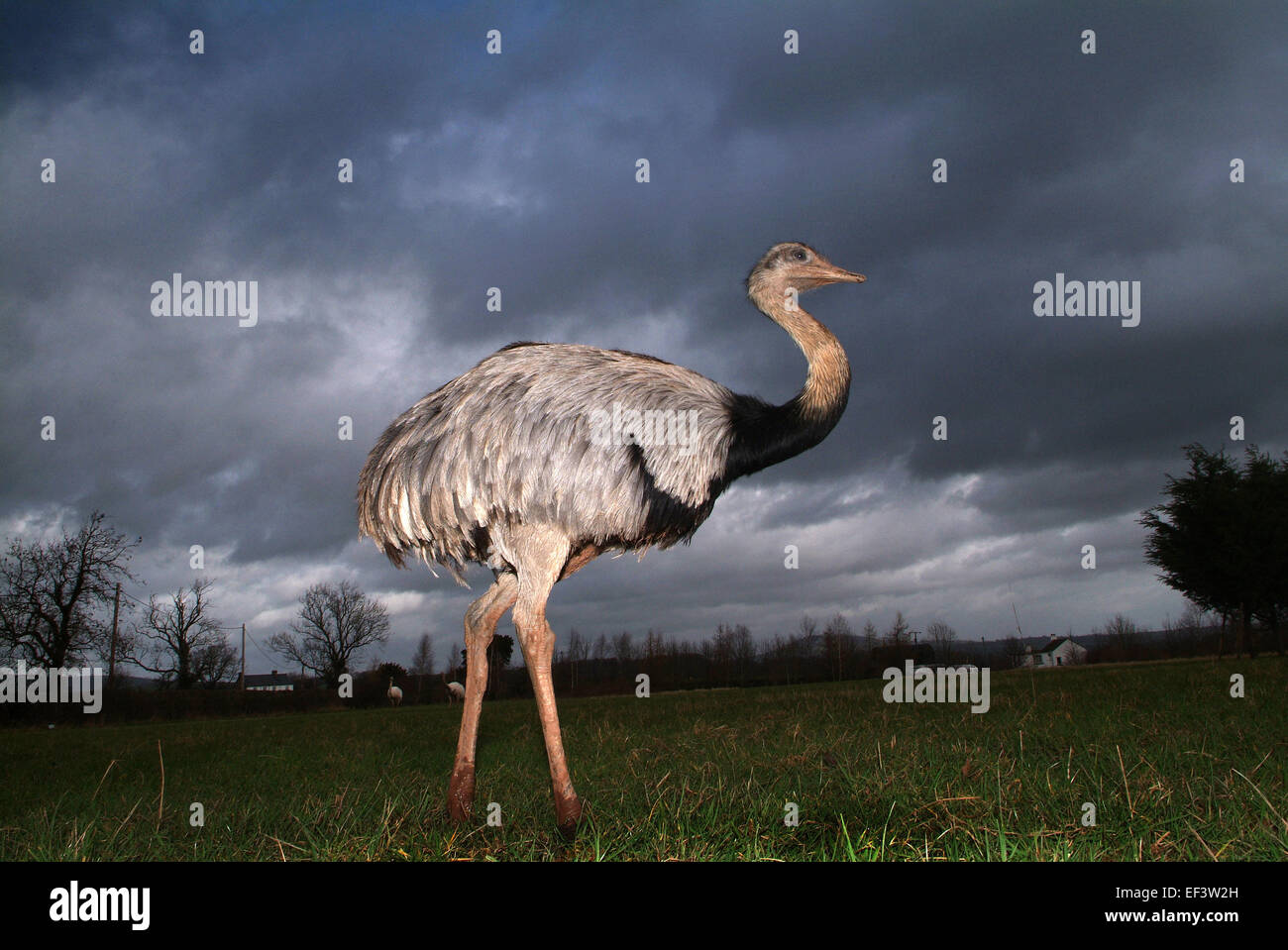 Commercially reared Rheas Stock Photo - Alamy