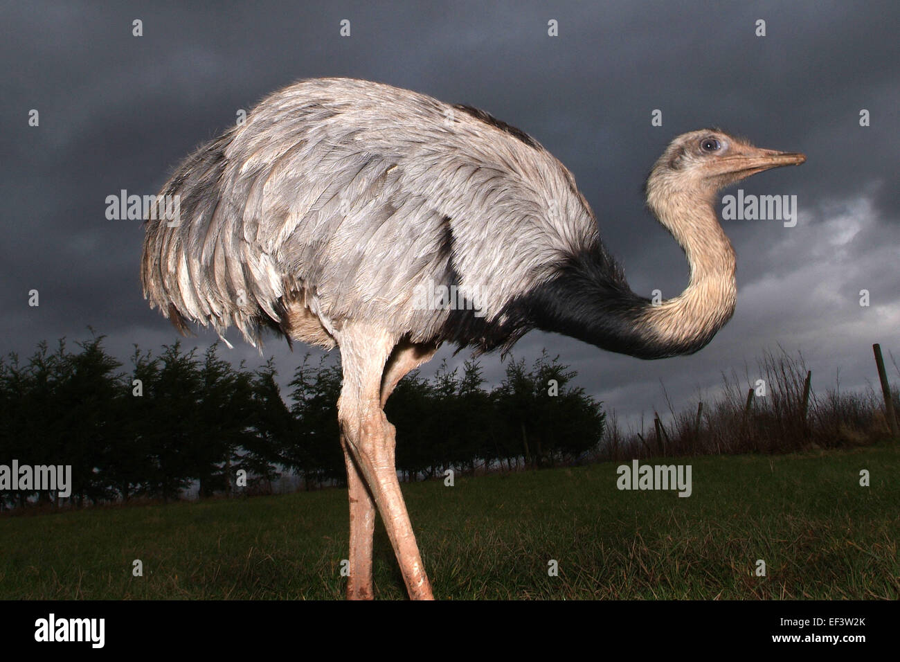 Commercially reared Rheas Stock Photo - Alamy