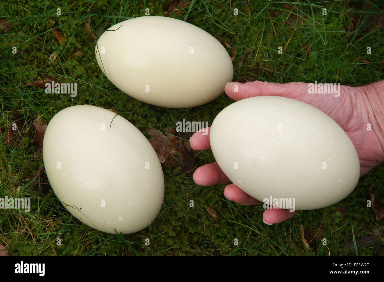 Rhea eggs hi-res stock photography and images - Alamy