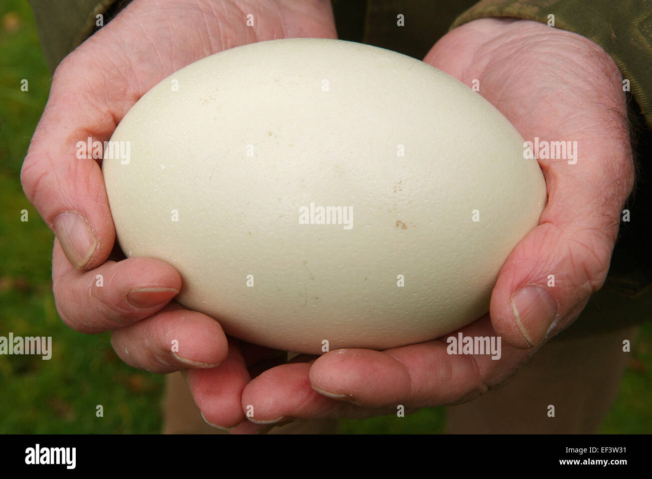 Commercially reared Rheas Stock Photo - Alamy