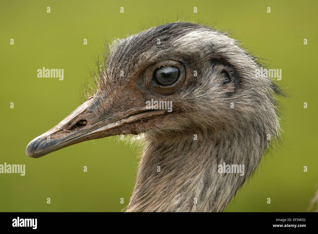 Reared birds hi-res stock photography and images - Alamy