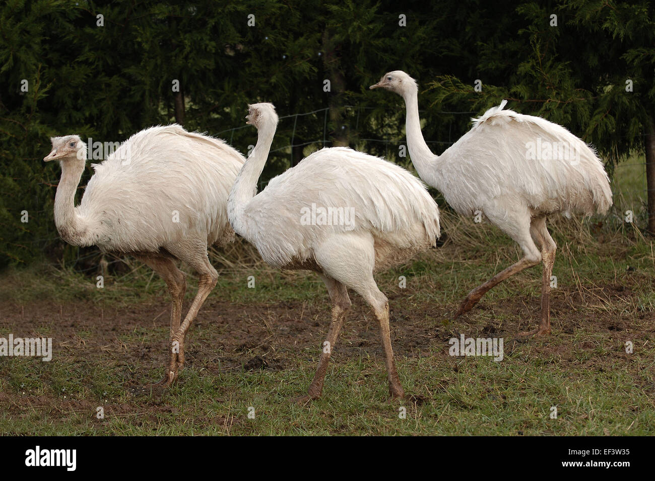 Rhea meat hi-res stock photography and images - Alamy