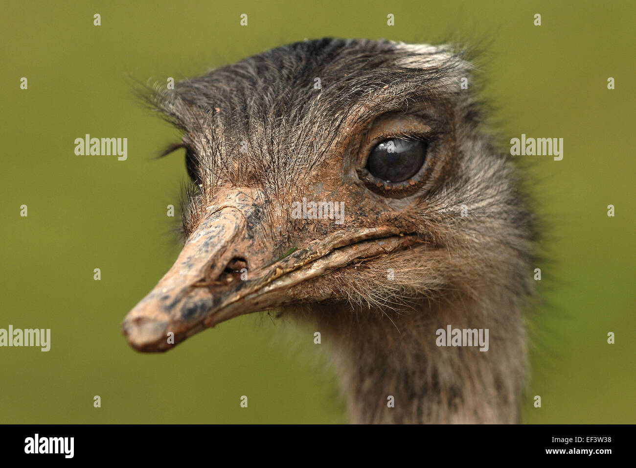 Commercially reared Rheas Stock Photo - Alamy