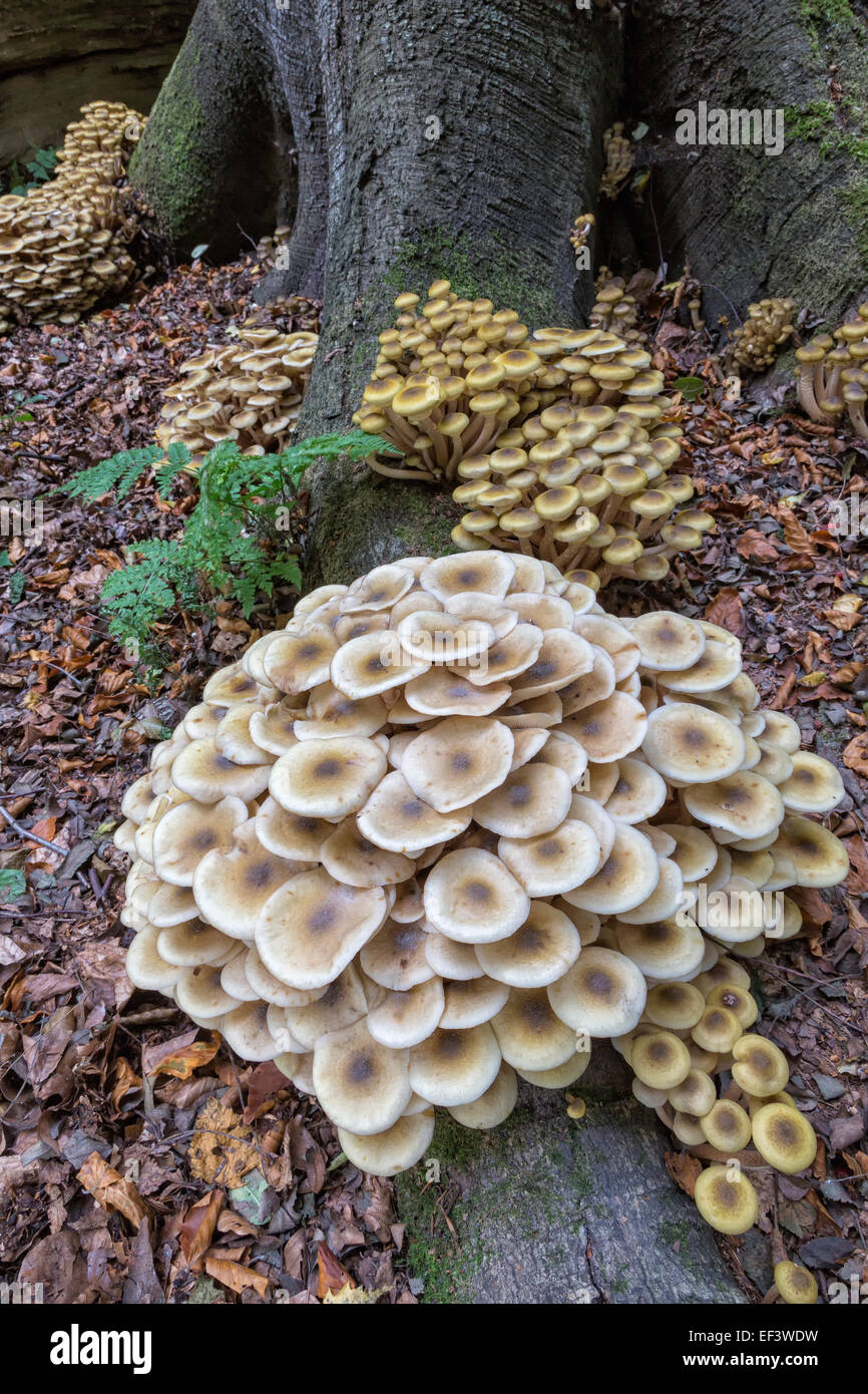 Armillaria mellea - Honey fungus Stock Photo - Alamy
