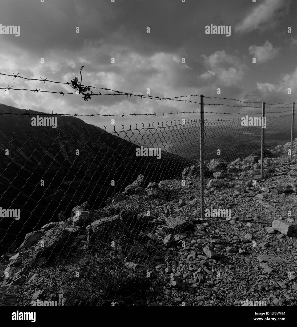 Barbed plant hi-res stock photography and images - Alamy