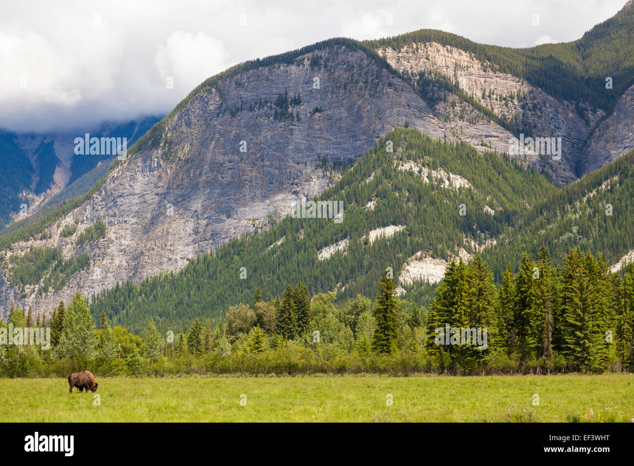 One single American Bison (Bison Bison) or Buffalo alone by mountains ...