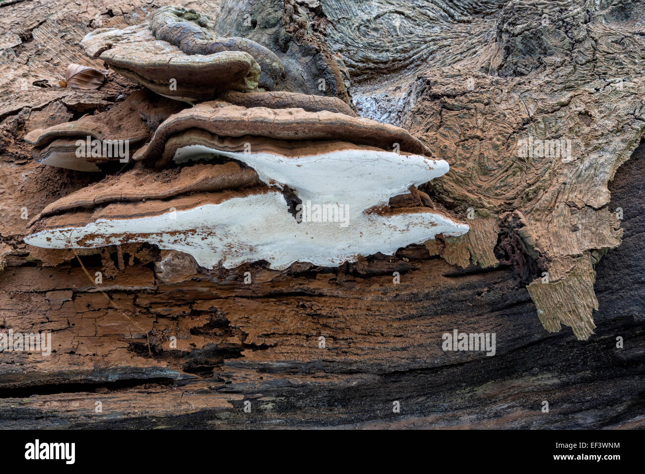 Artist's palette - Ganoderma applanatum Stock Photo - Alamy