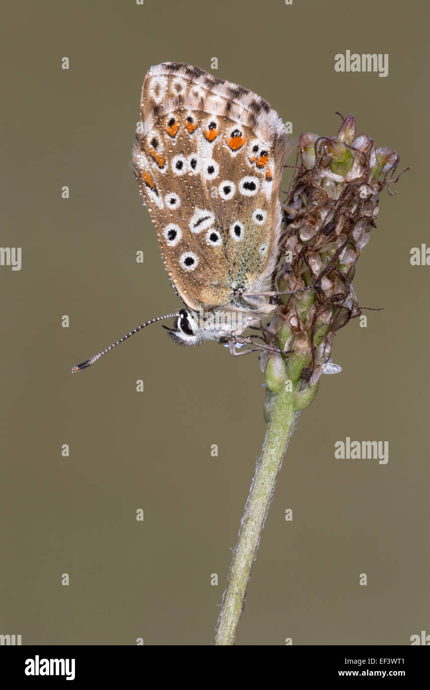 Chalk hill blue butterfly hi-res stock photography and images - Alamy