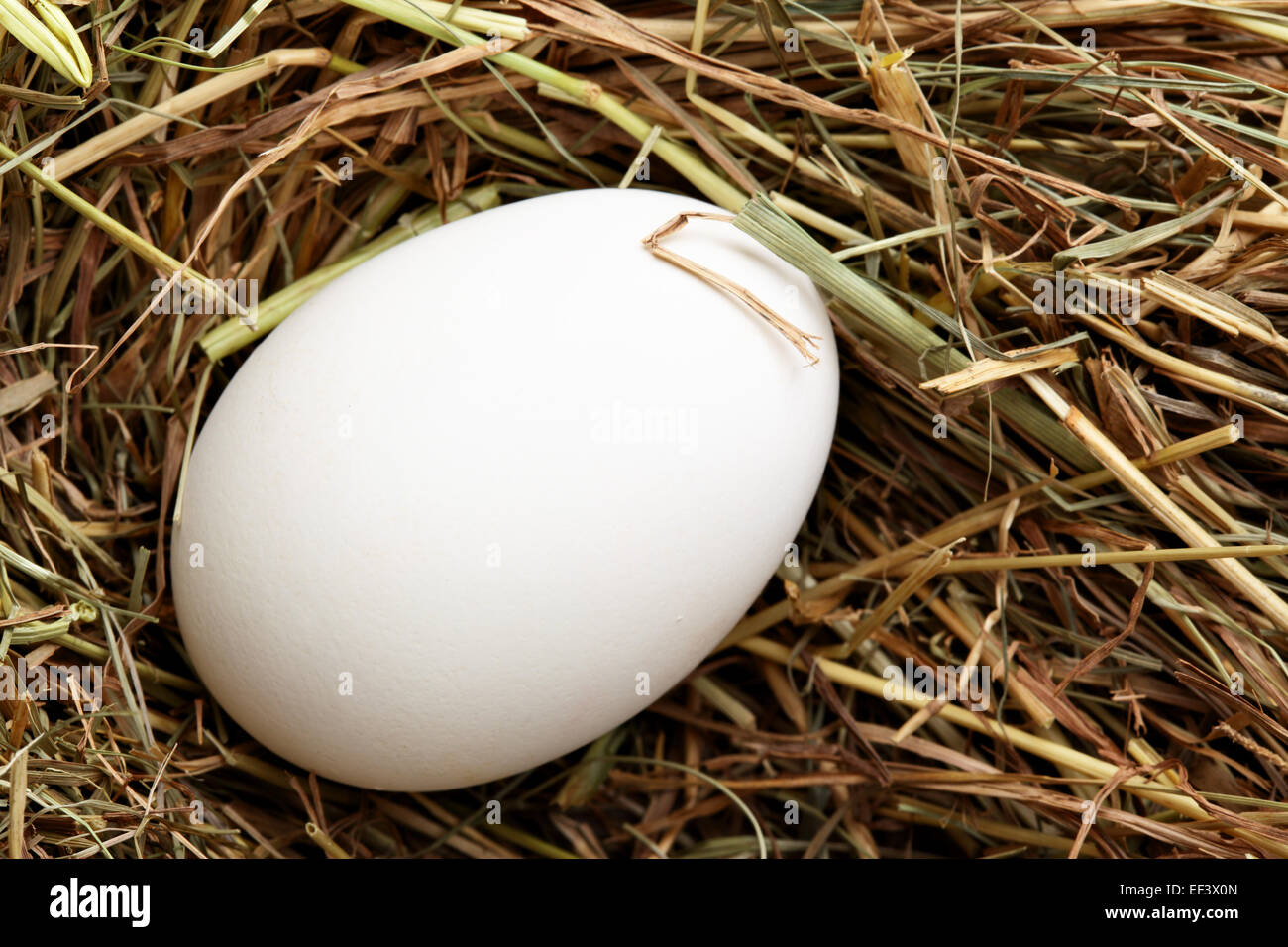 Hen egg hi-res stock photography and images - Alamy