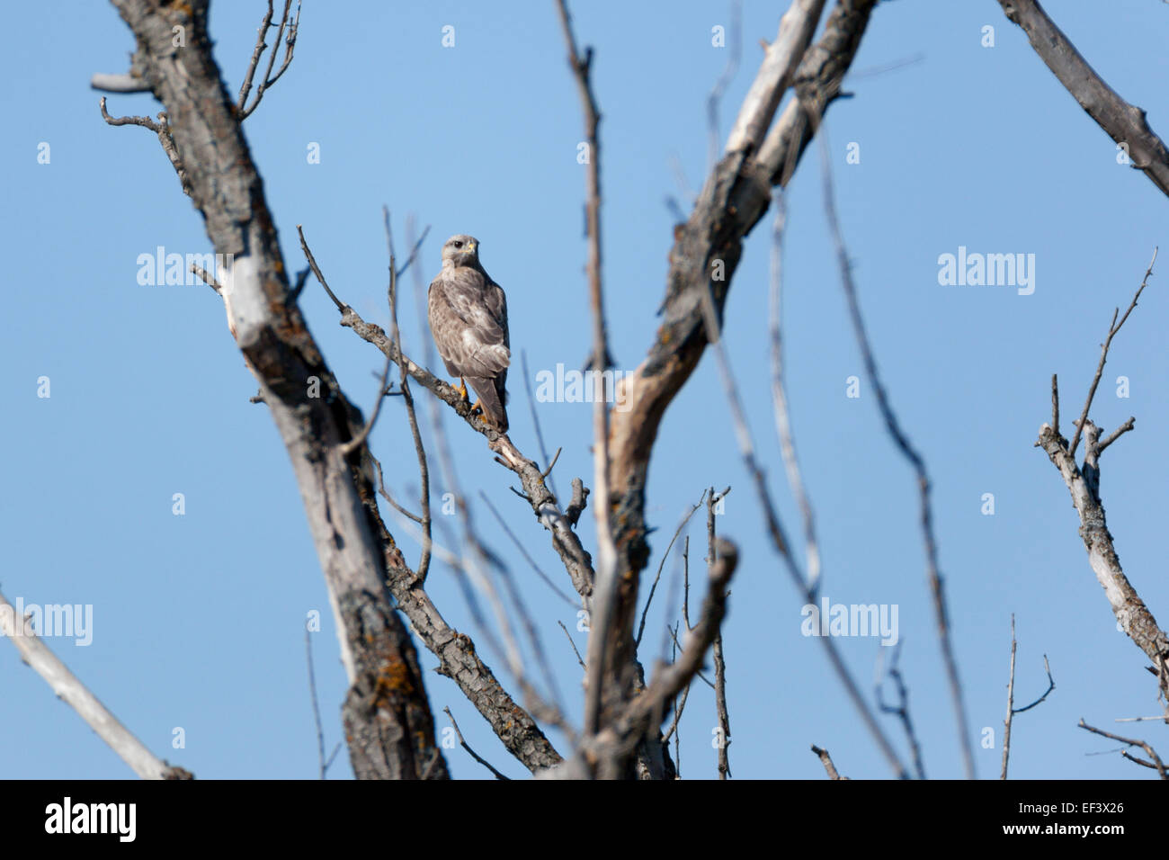 Black Kite (Milvus migrans).Wild bird in a natural habitat. Russia, the ...