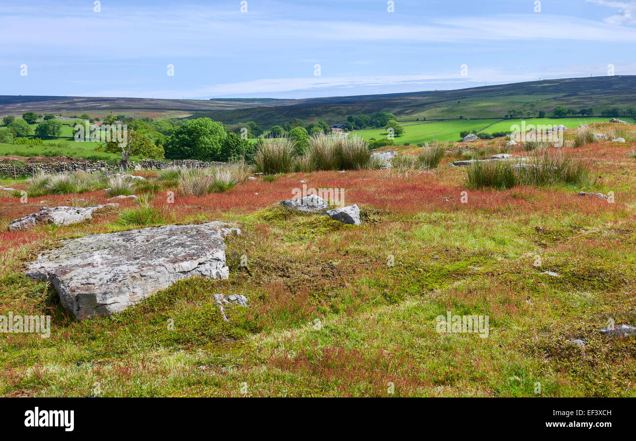 The North York Moors National Park showing farmland, dry stone wall ...