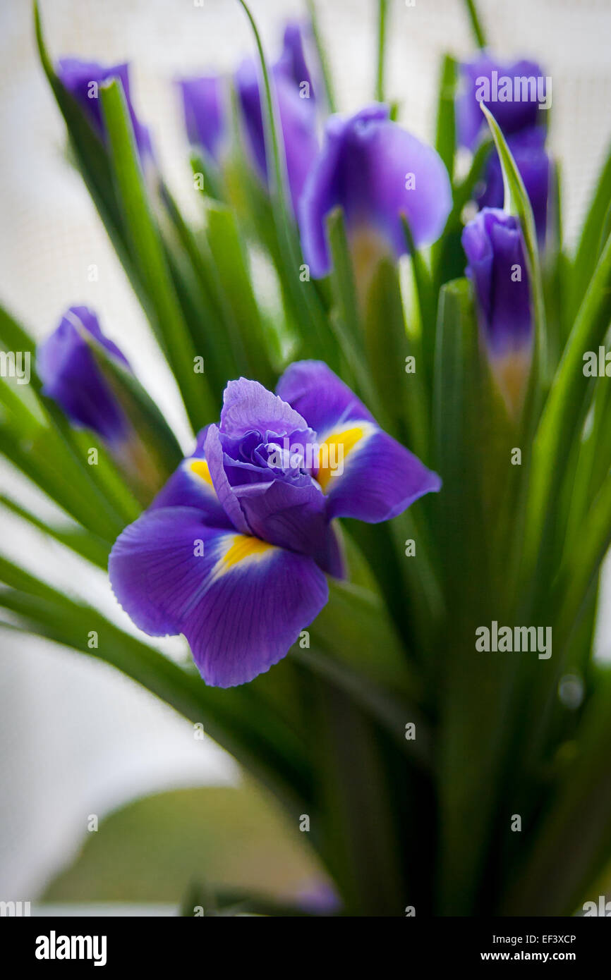 Iris reticulata sunshine hi-res stock photography and images - Alamy