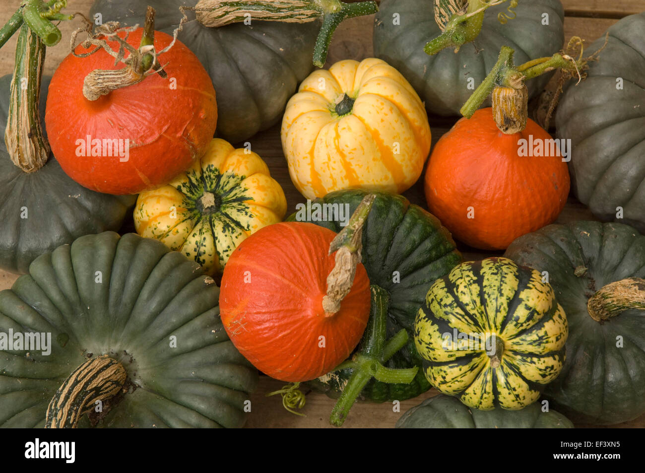 Growing pumpkins uk hi-res stock photography and images - Alamy