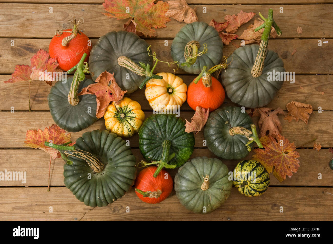 A selection of colourful squashes (pumpkins) in Autumn.a UK veg ...