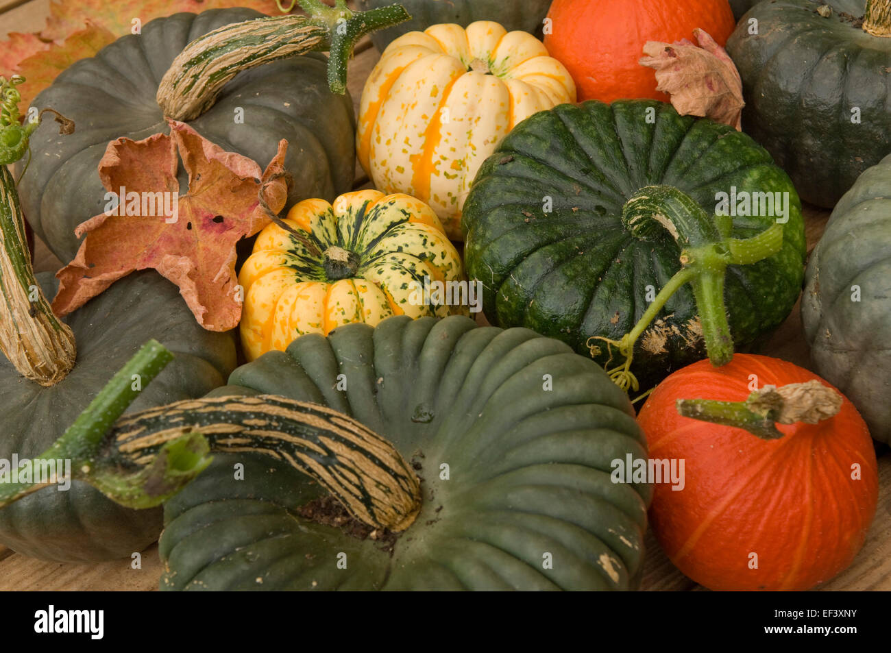 A selection of colourful squashes (pumpkins) in Autumn.a UK veg ...