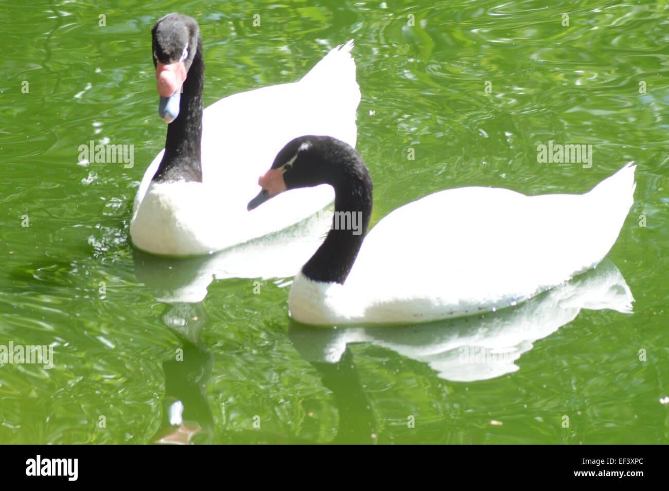 Black-necked swan Sunny Day Stock Photo - Alamy