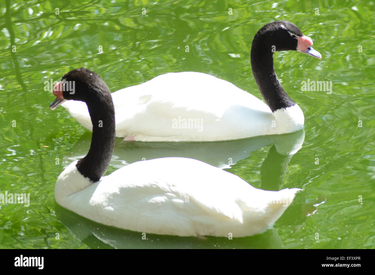 Black-necked swan Sunny Day Stock Photo - Alamy