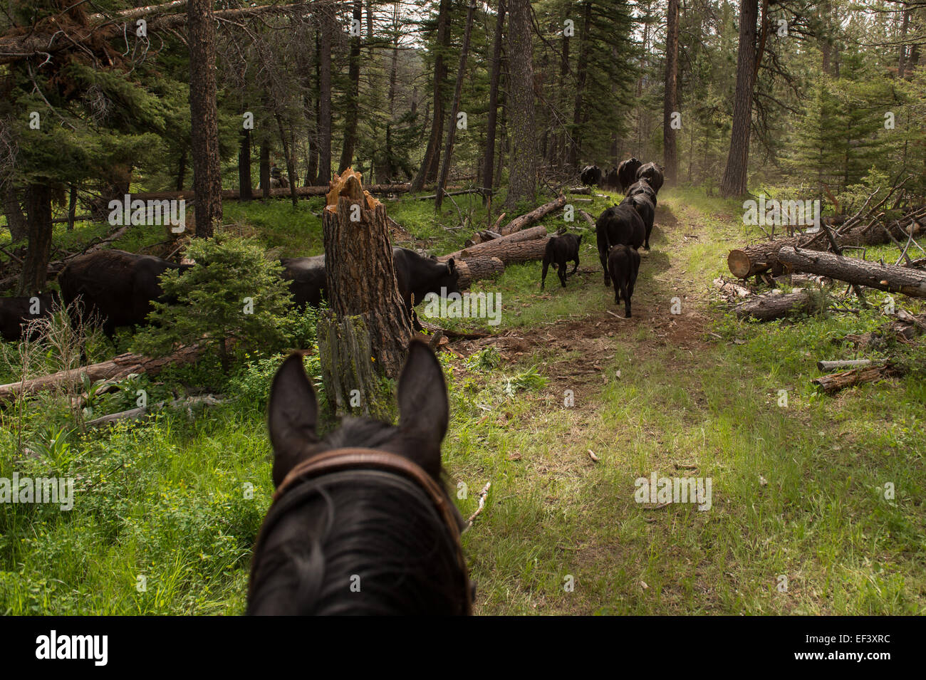 Friends herd cows and ride at the base of the Continental Divide in ...