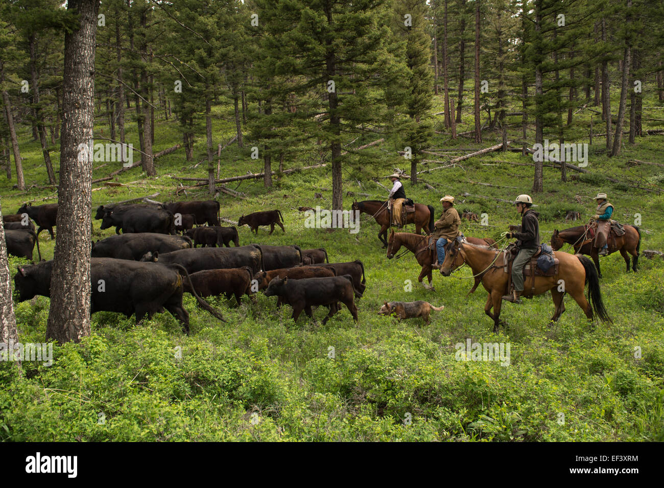 Friends herd cows and ride at the base of the Continental Divide in ...