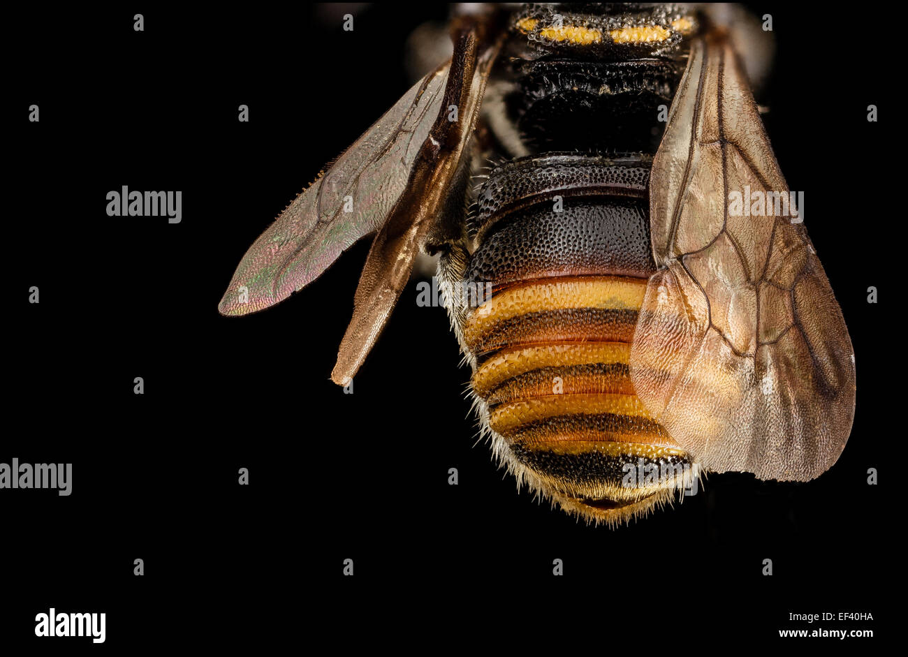 This image shows a DNA extraction process from a Megachile bee ...