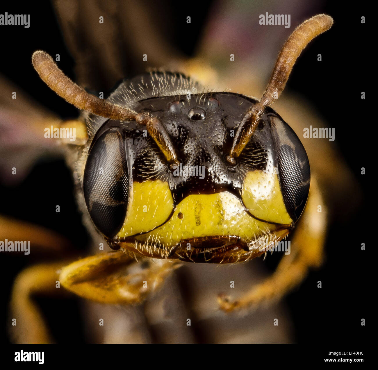 A male bee species with a wide face photographed in Brazil. The image ...