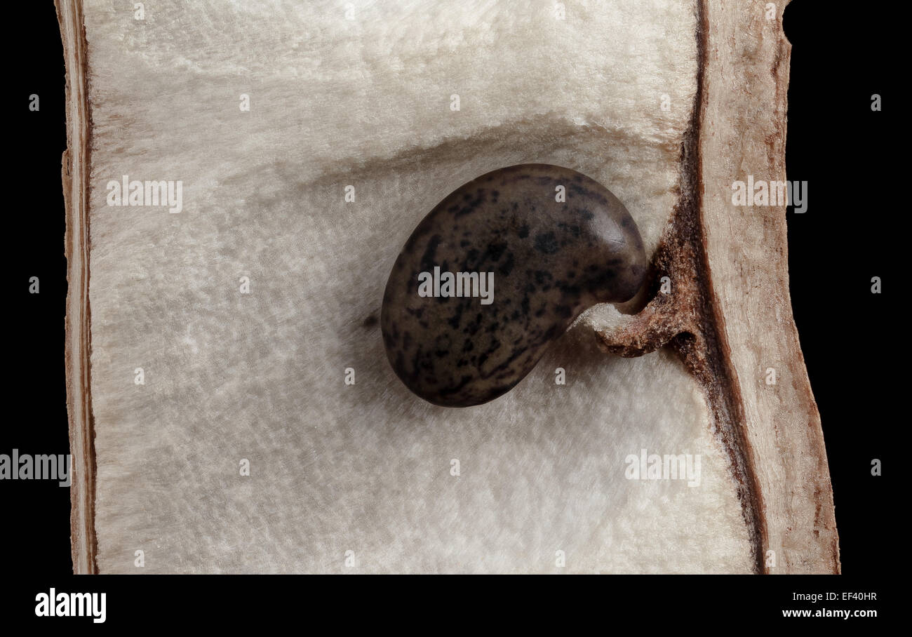 Seed mechanisms hi-res stock photography and images - Alamy