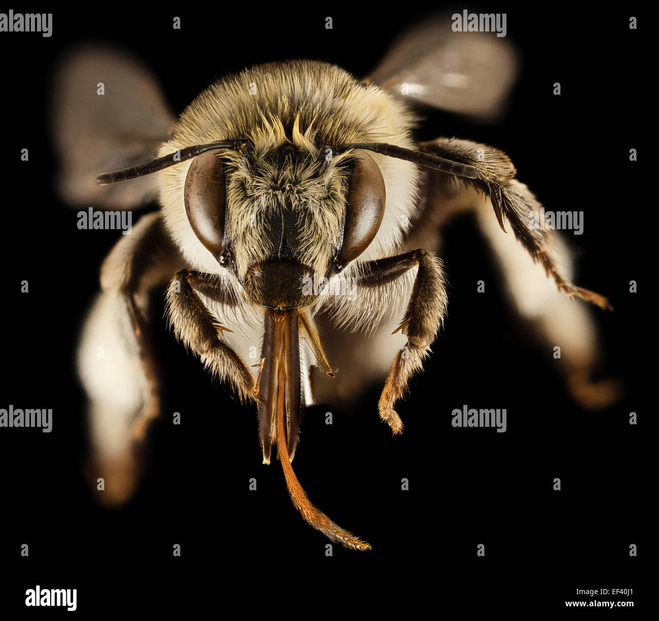 This image features a close-up of a female Anthophora dalmatica bee ...