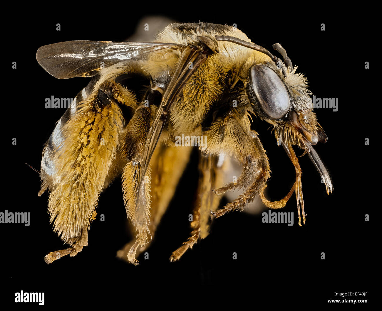 This side view of a female Svastra aegis bee from Baker County, Georgia ...